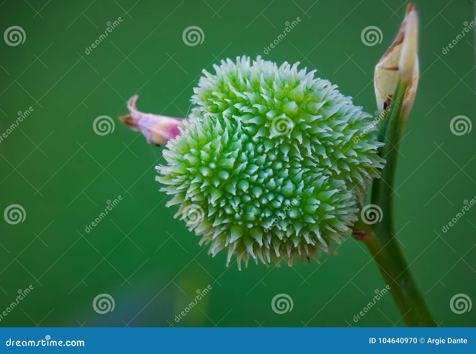 Green fruit of lily stock photo. Image of plant, lily - 104640970