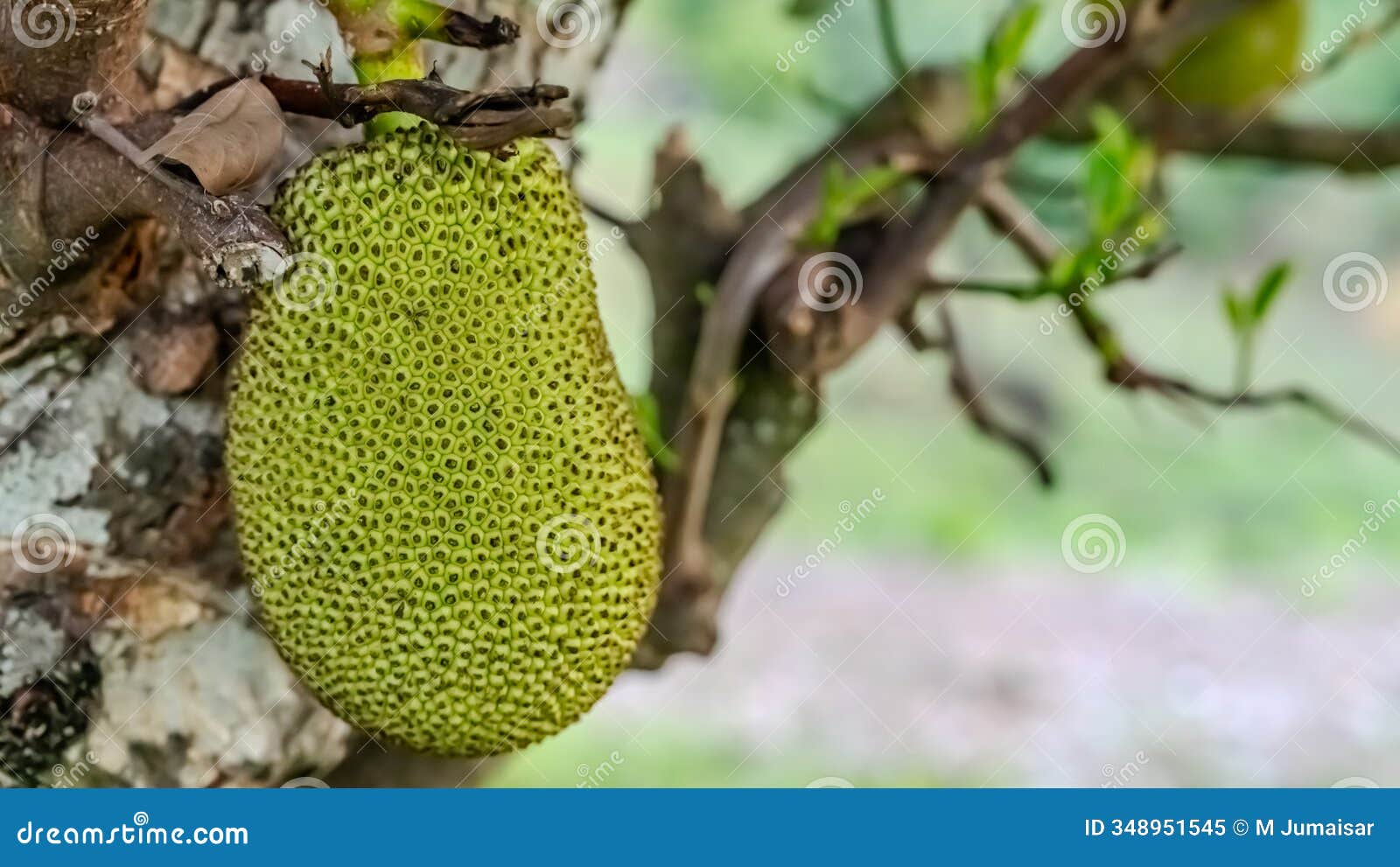 A Green Fruit with a Lot of Bumps on it is Hanging from a Tree Stock ...