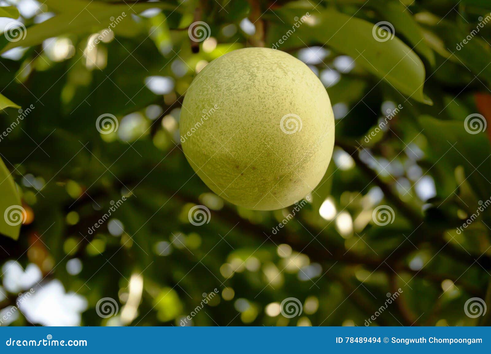 The Green Fruit is on the Tree Stock Photo - Image of ripe, trees: 78489494
