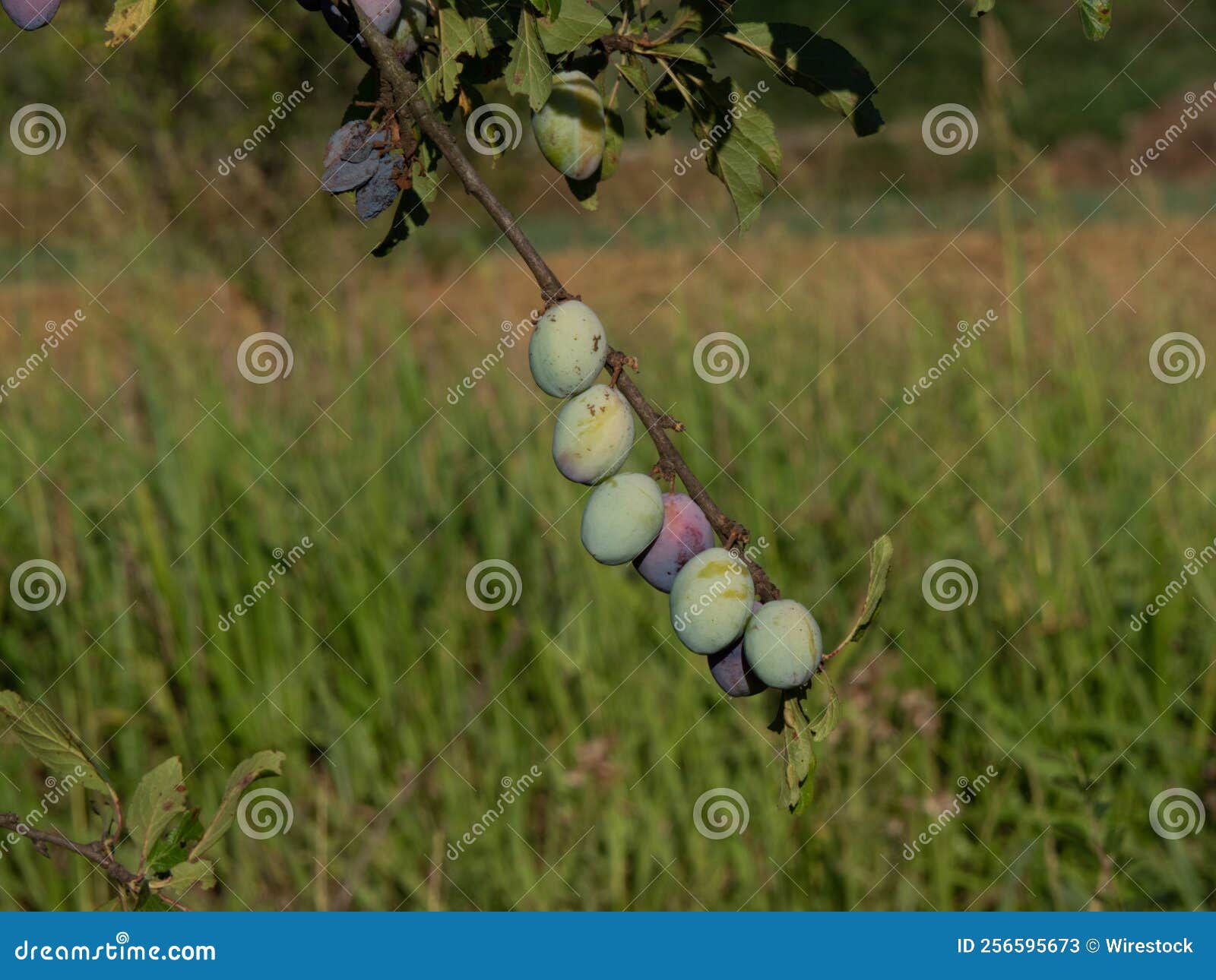 Green Fruit on a Tree in the Garden Stock Image - Image of natural ...