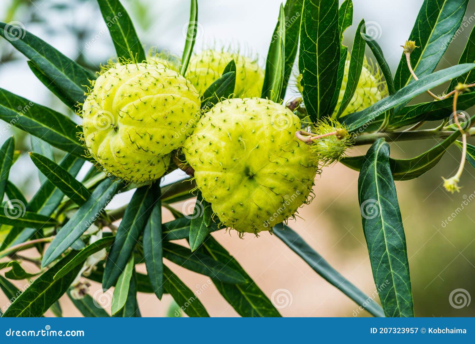 Green fruit on tree stock image. Image of summer, spring - 207323957