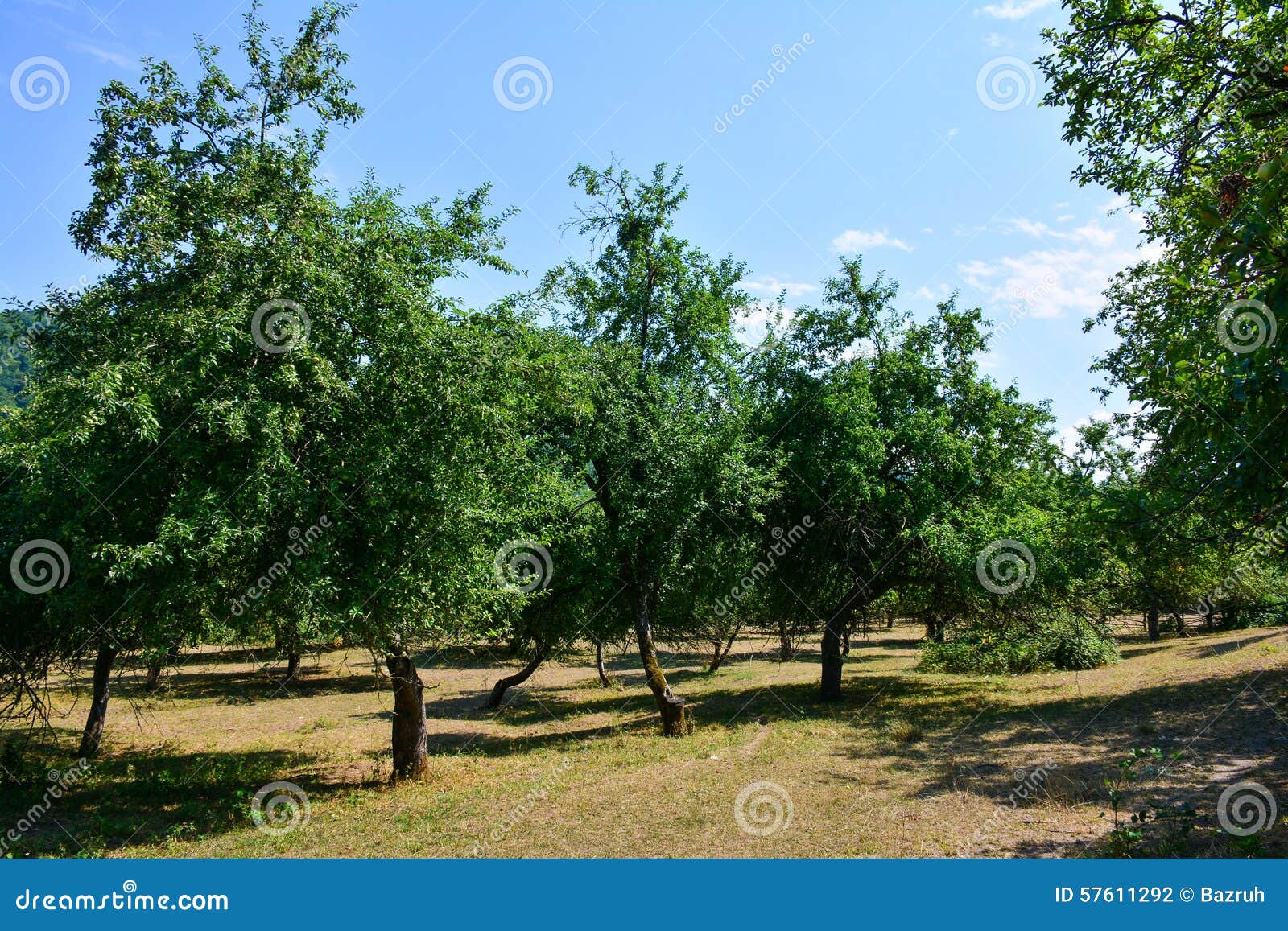 Green fruit trees stock photo. Image of apples, adventure - 57611292