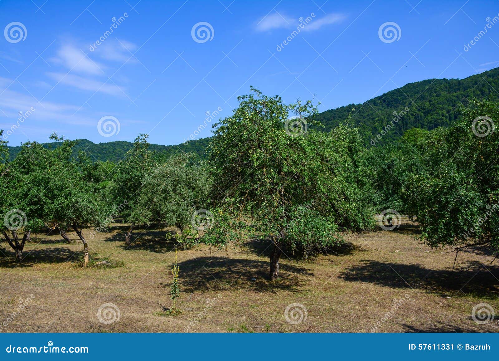 Green fruit trees stock image. Image of hotel, flow, cloudy - 57611331
