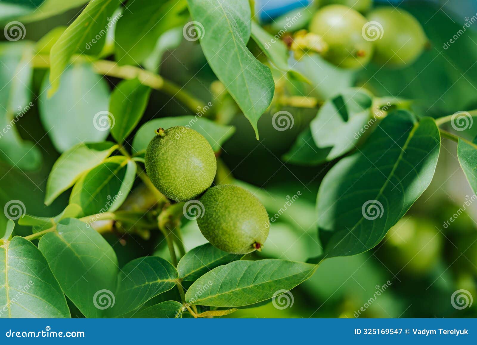 Green Fruit of the Walnut on the Branch. Walnut Tree Stock Image ...