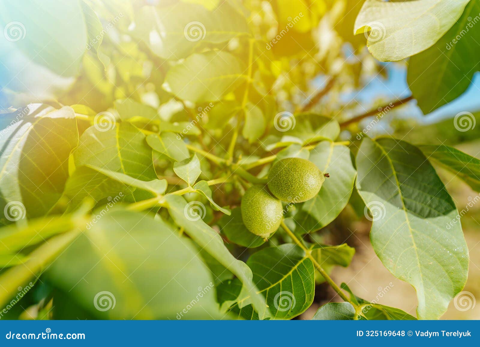 Green Fruit of the Walnut on the Branch. Walnut Tree Stock Photo ...