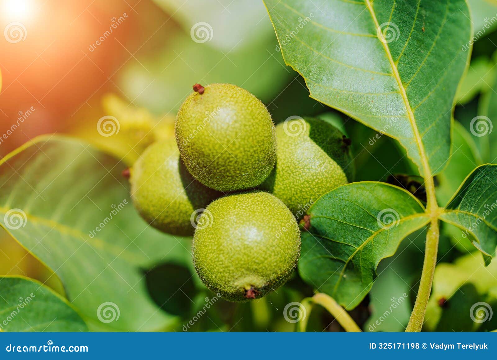 Green Fruit of the Walnut on the Branch. Walnut Tree Stock Photo ...