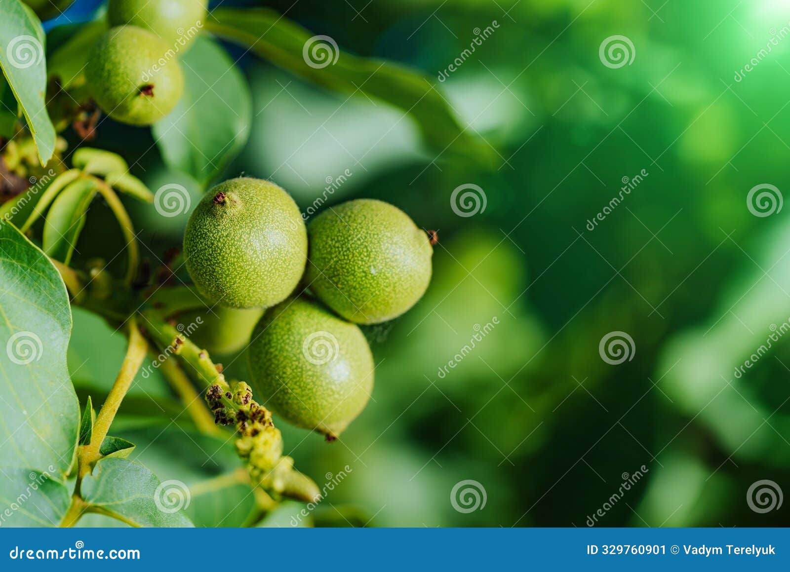 Green Fruit of the Walnut on the Branch. Walnut Tree Stock Image ...