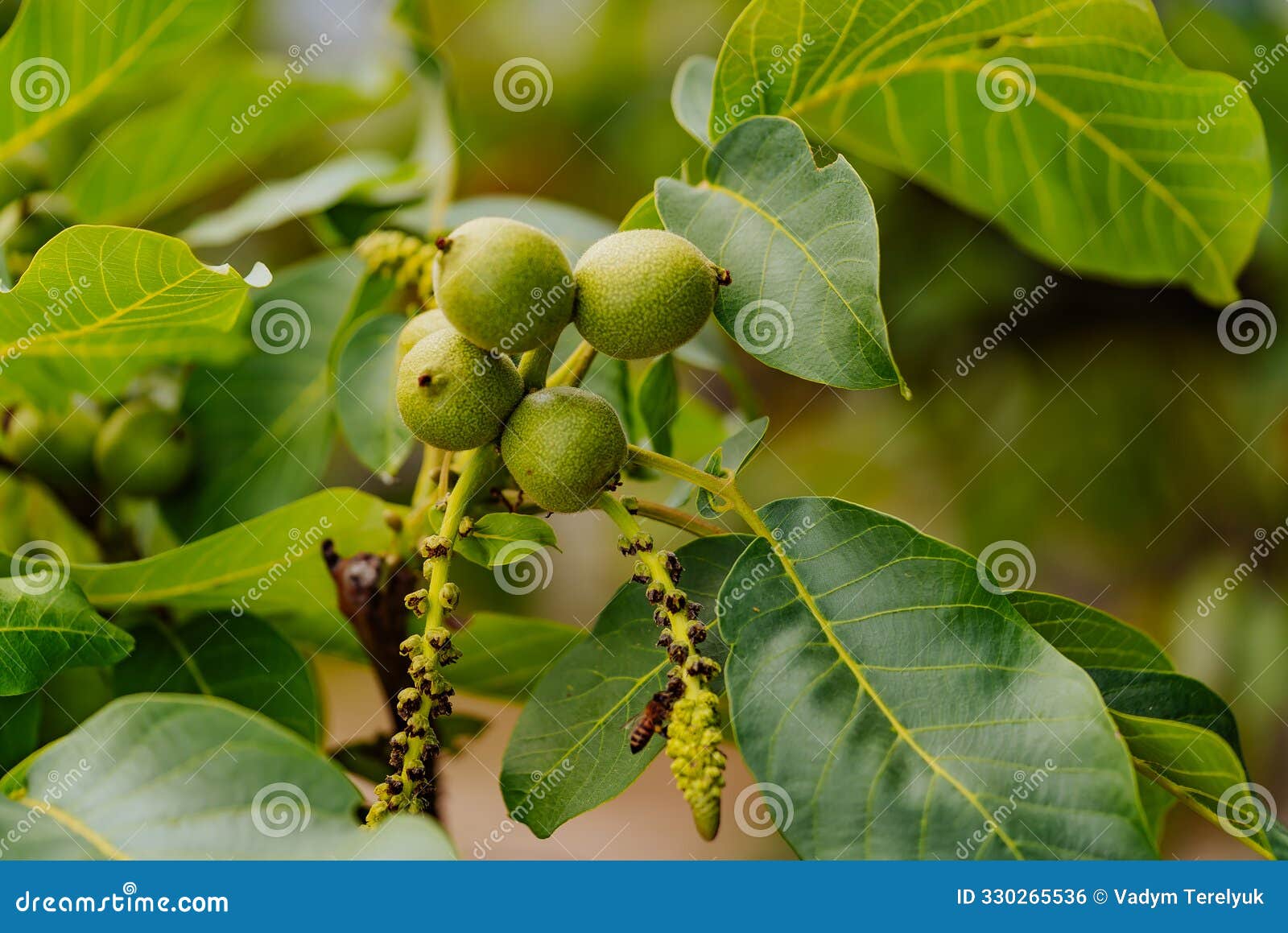 Green Fruit of the Walnut on the Branch. Walnut Tree Stock Photo ...