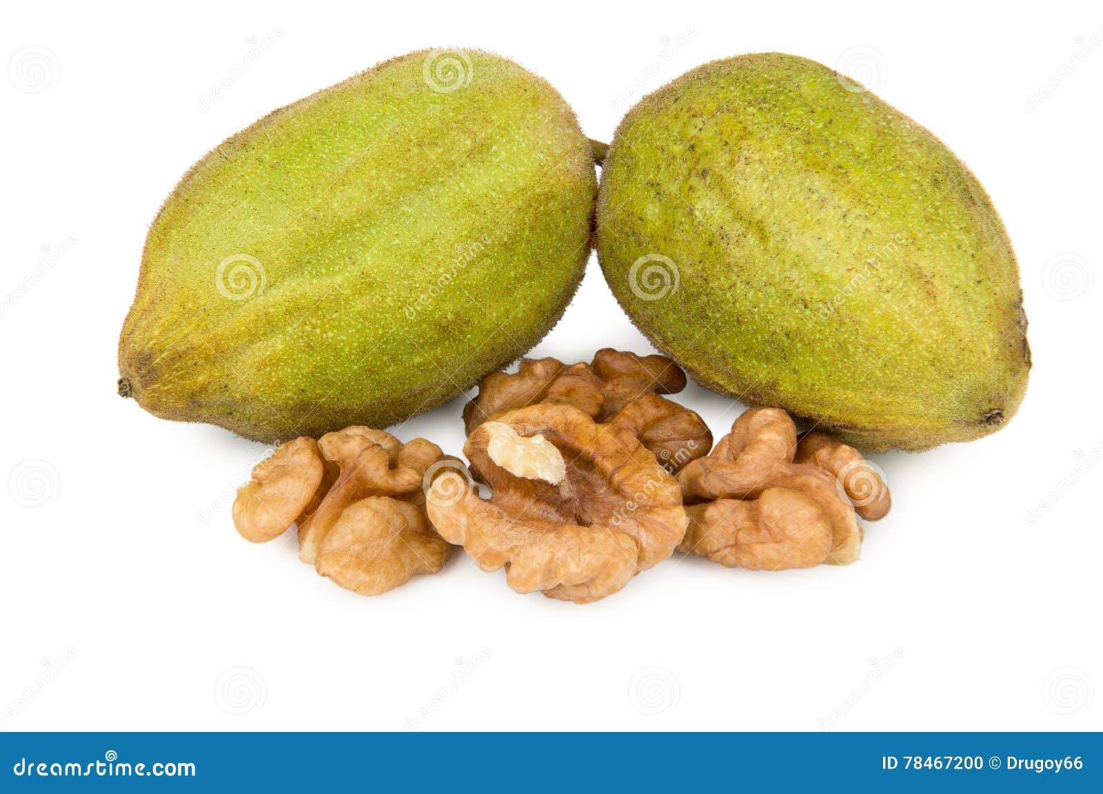 Fruit Of The Walnut, With A Walnut Inside, Still Green In A Walnut Tree ...