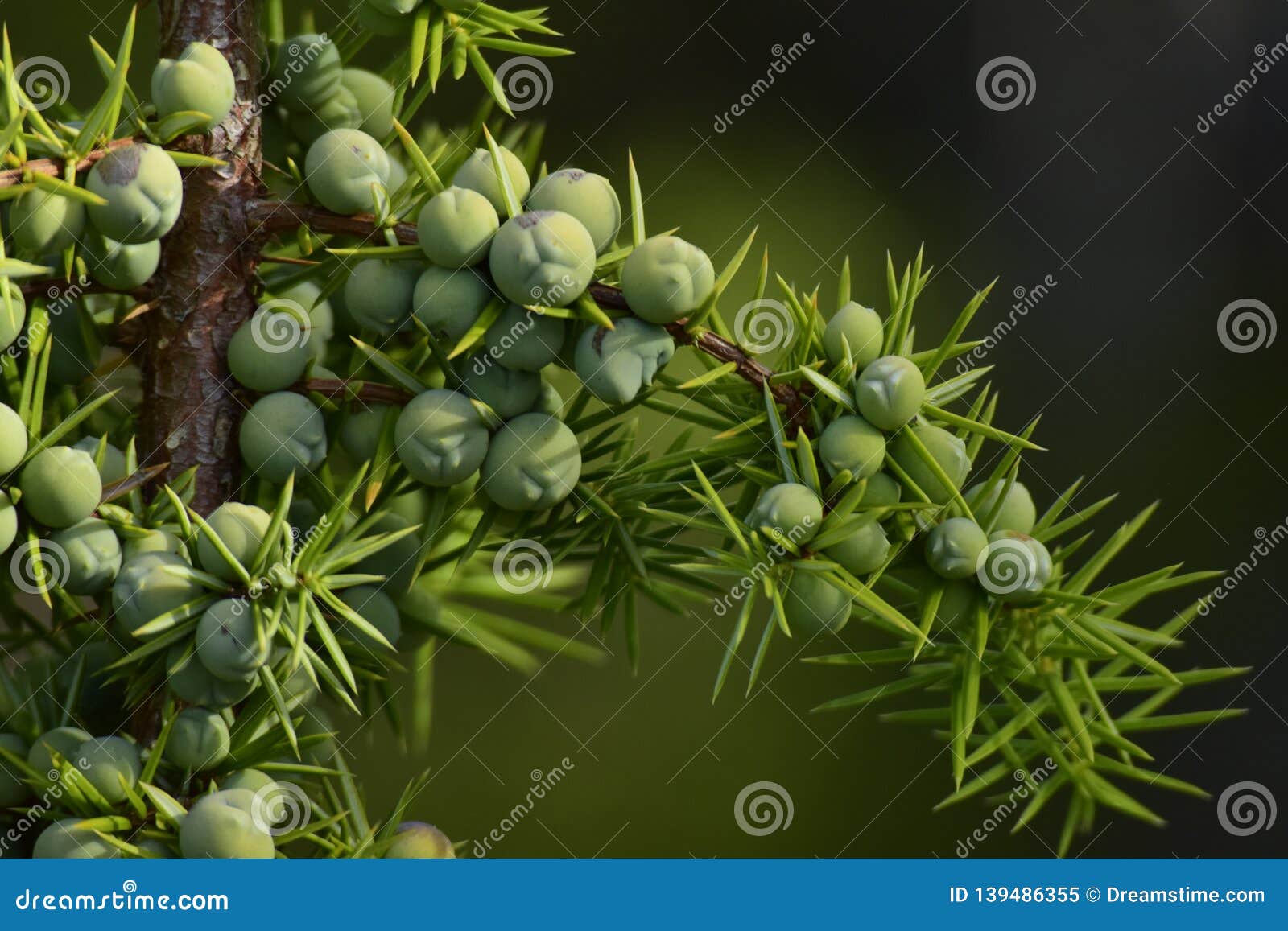 Green Fruit of the Wild Juniper Stock Image - Image of wild, green ...