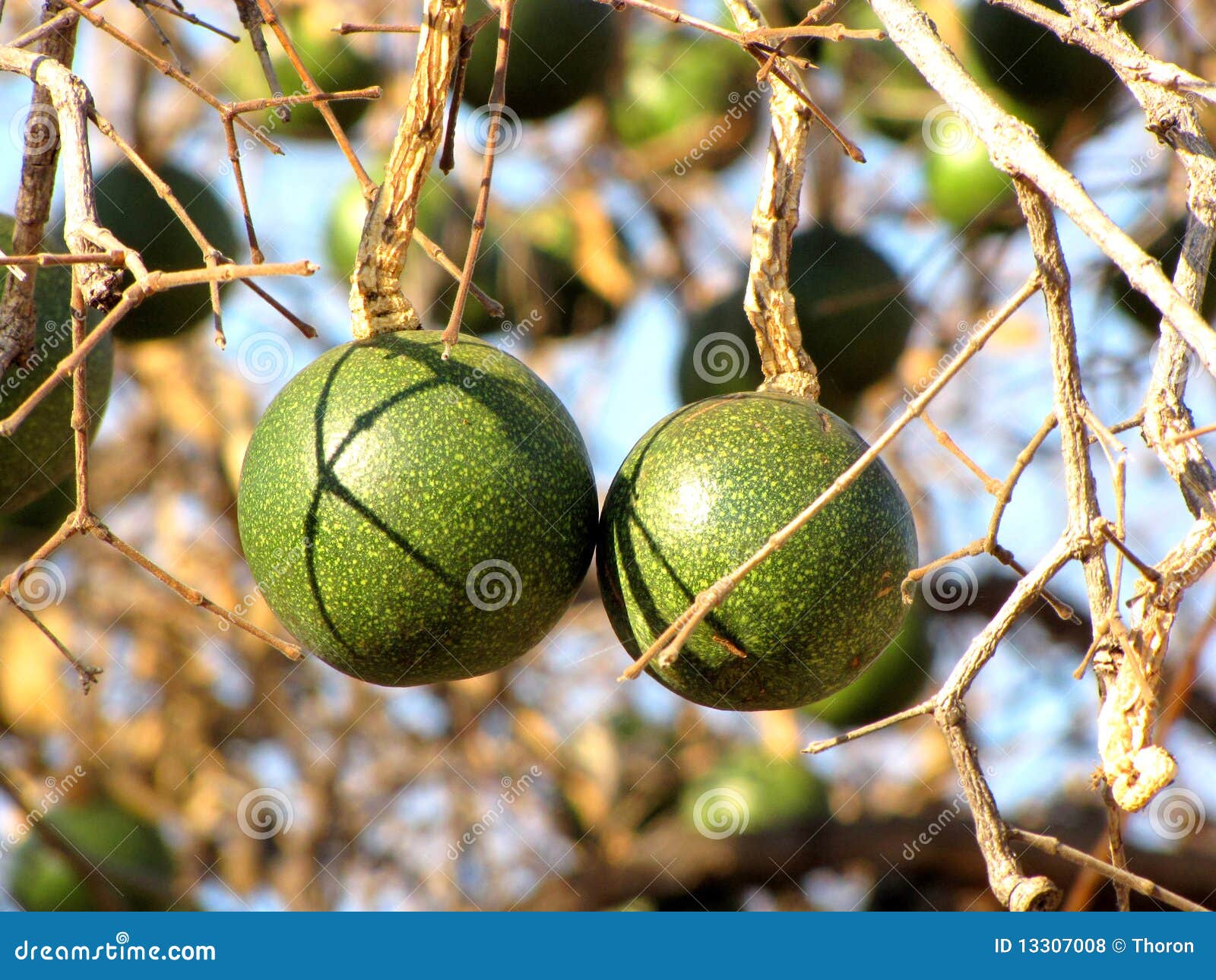 Green fruits stock photo. Image of nature, peel, dotted - 13307008