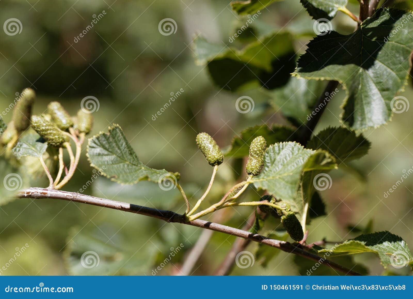 Green Fruits of a Green Alder, Alnus Viridis Stock Image - Image of ...
