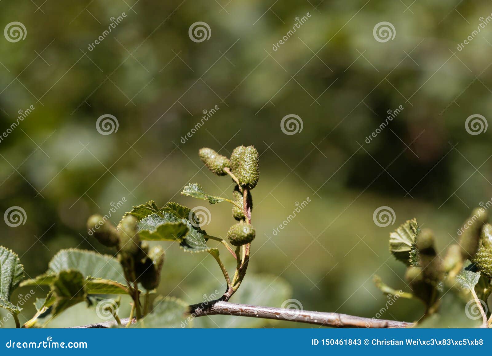 Green Fruits of a Green Alder, Alnus Viridis Stock Image - Image of ...