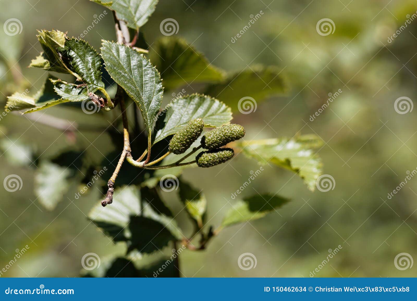 Green Fruits of a Green Alder, Alnus Viridis Stock Photo - Image of ...