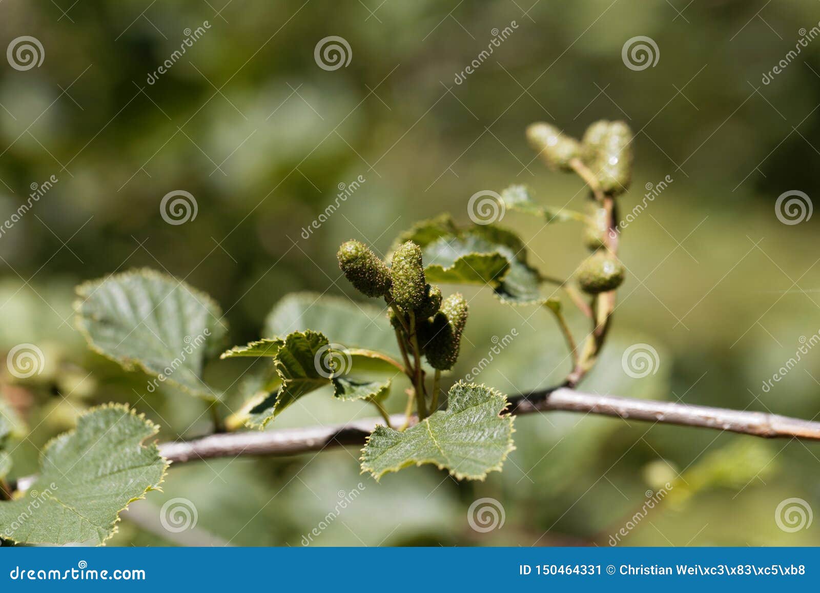 Green Fruits of a Green Alder, Alnus Viridis Stock Image - Image of ...