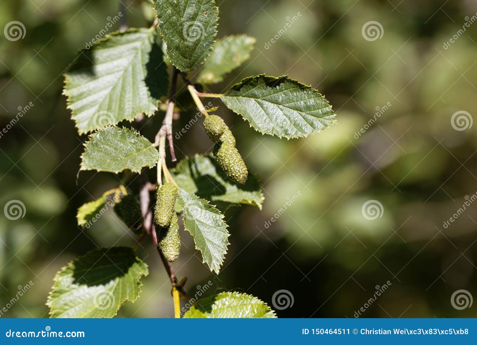Green Fruits of a Green Alder, Alnus Viridis Stock Image - Image of ...
