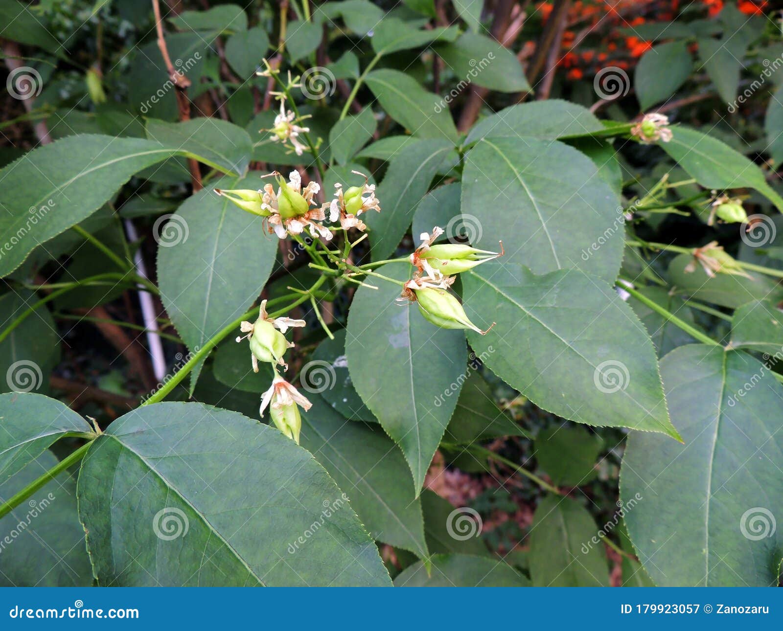 Green Fruits of Colchis Bladdernut Stock Image - Image of pointed ...