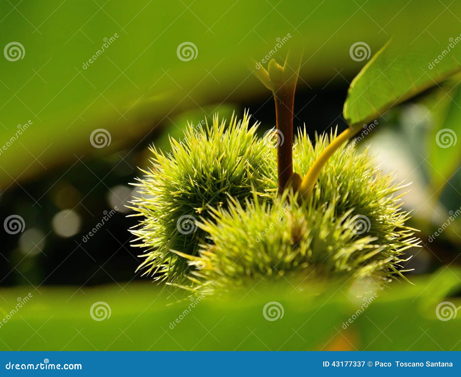 Green Fruits of Chestnut Tree Covered with Spines Stock Image - Image ...