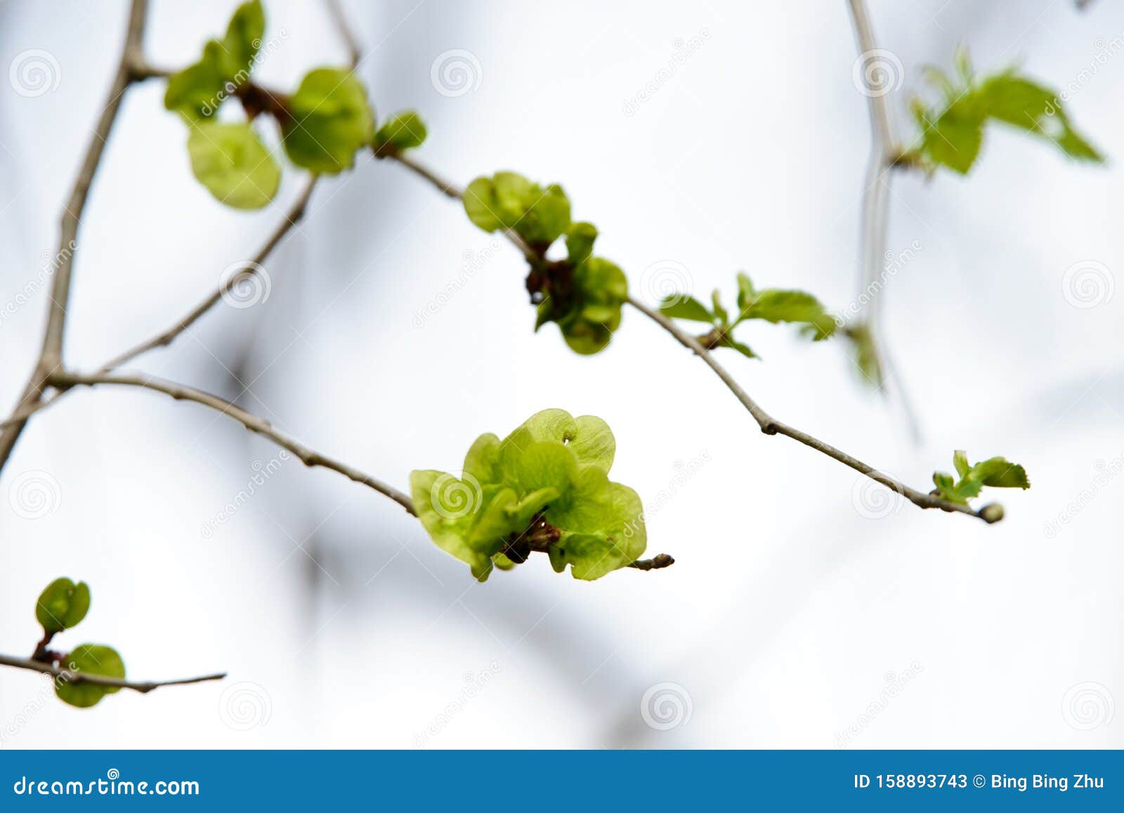The Green Fruits Of The Elm Tree In Spring Stock Image - Image of hope ...