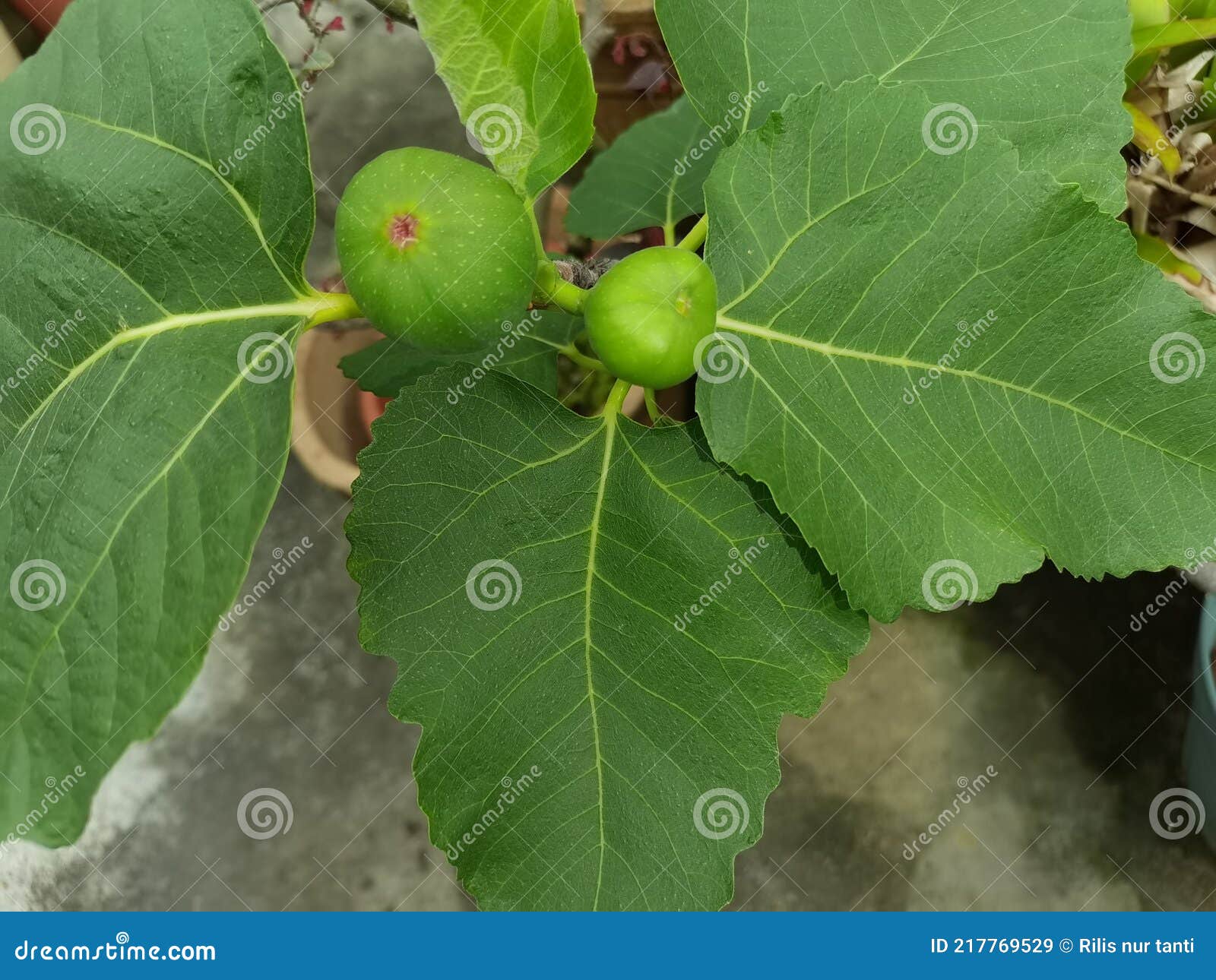 Green and frui stock image. Image of flowers, today - 217769529