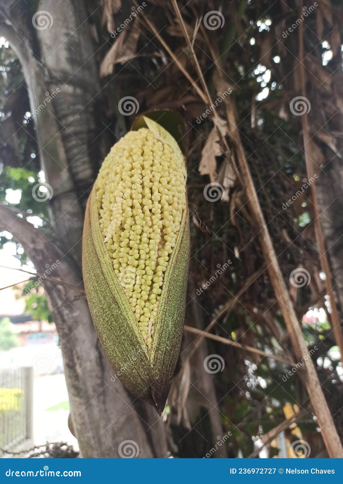 Green Fruits in Large Clusters Stock Image - Image of fruits, crafts ...