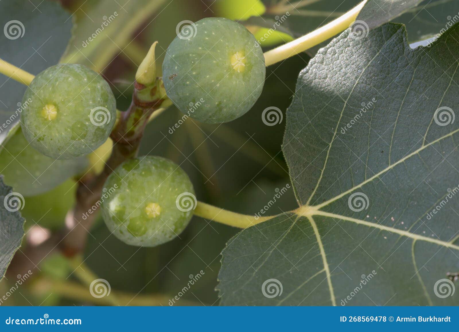 Fruits on the Twig of a Fig Tree Stock Photo - Image of fresh ...