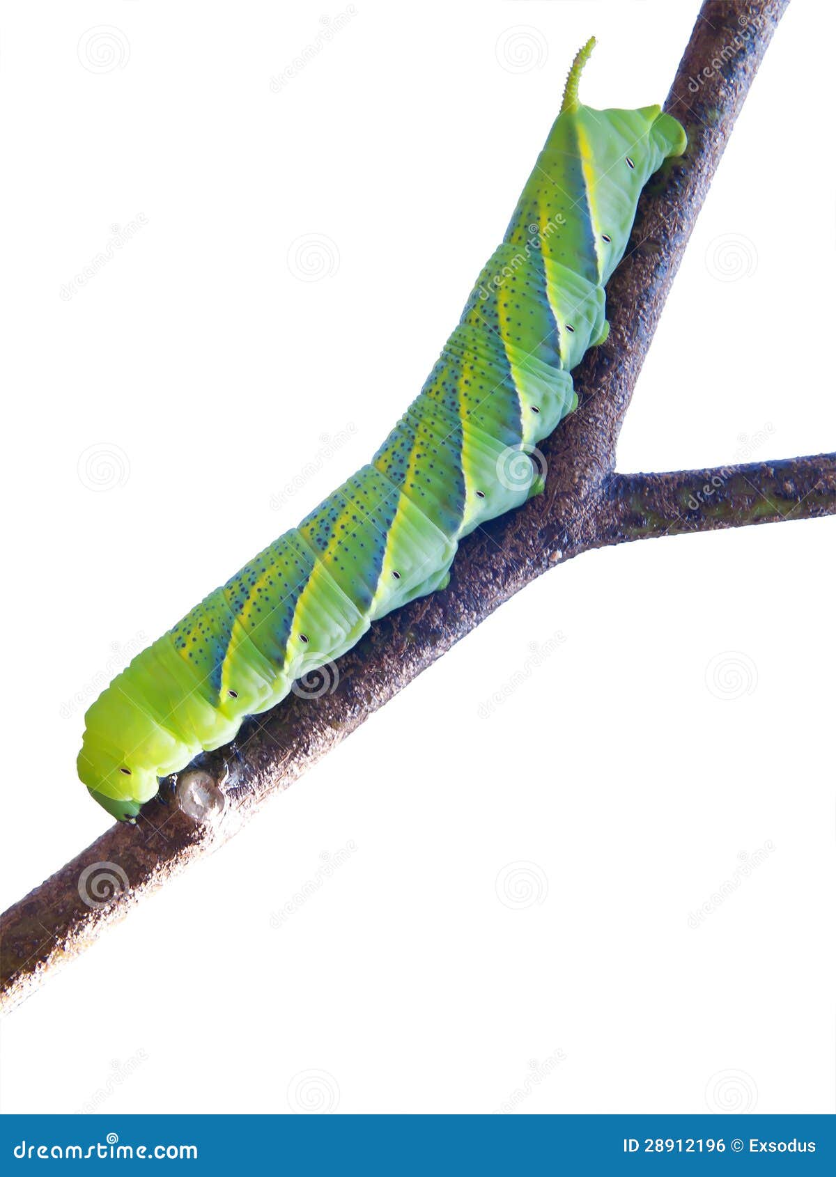 Green fruitworm stock photo. Image of eats, pest, larvae - 28912196