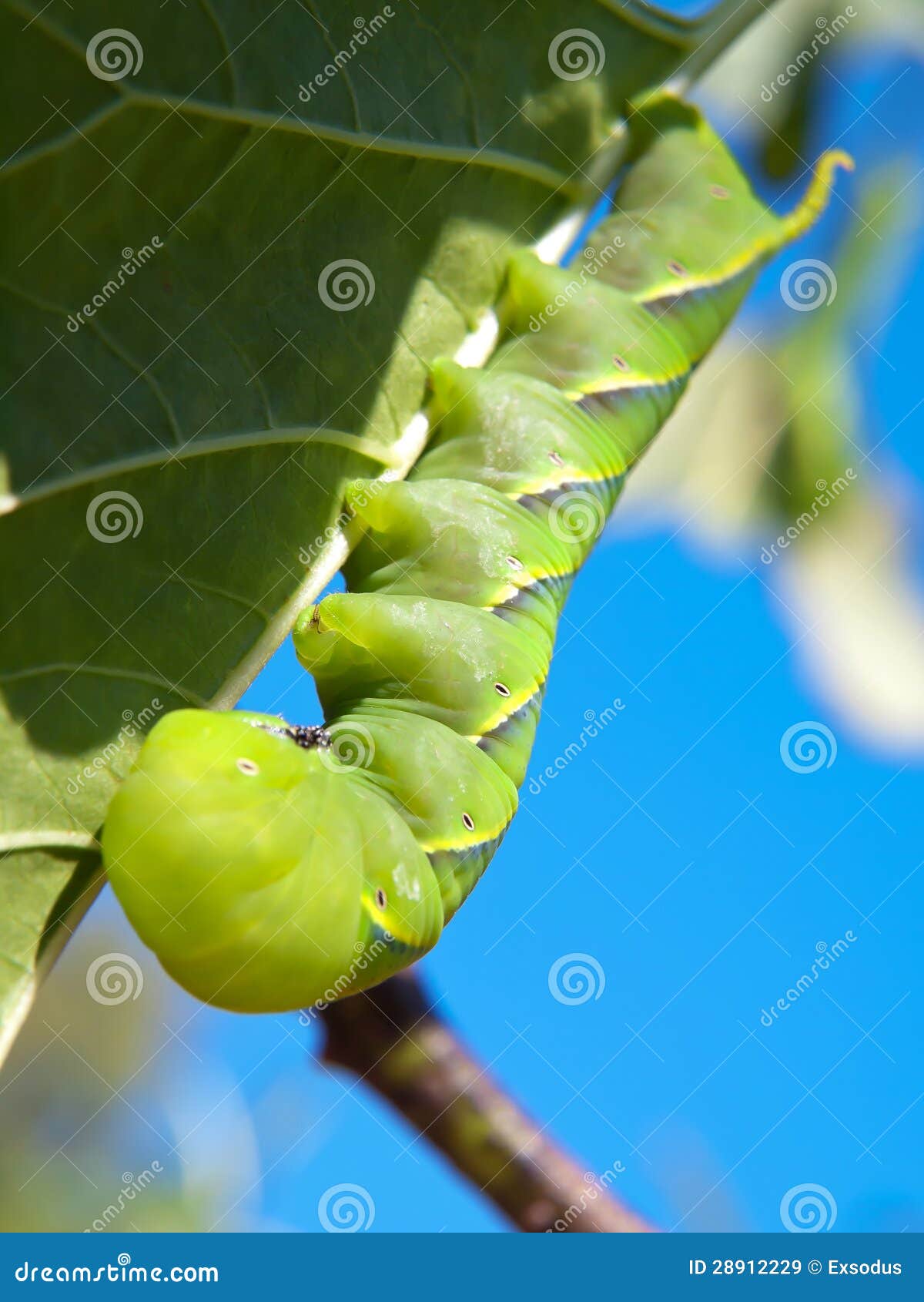 Green Fruitworm stock image. Image of creature, green - 28912229