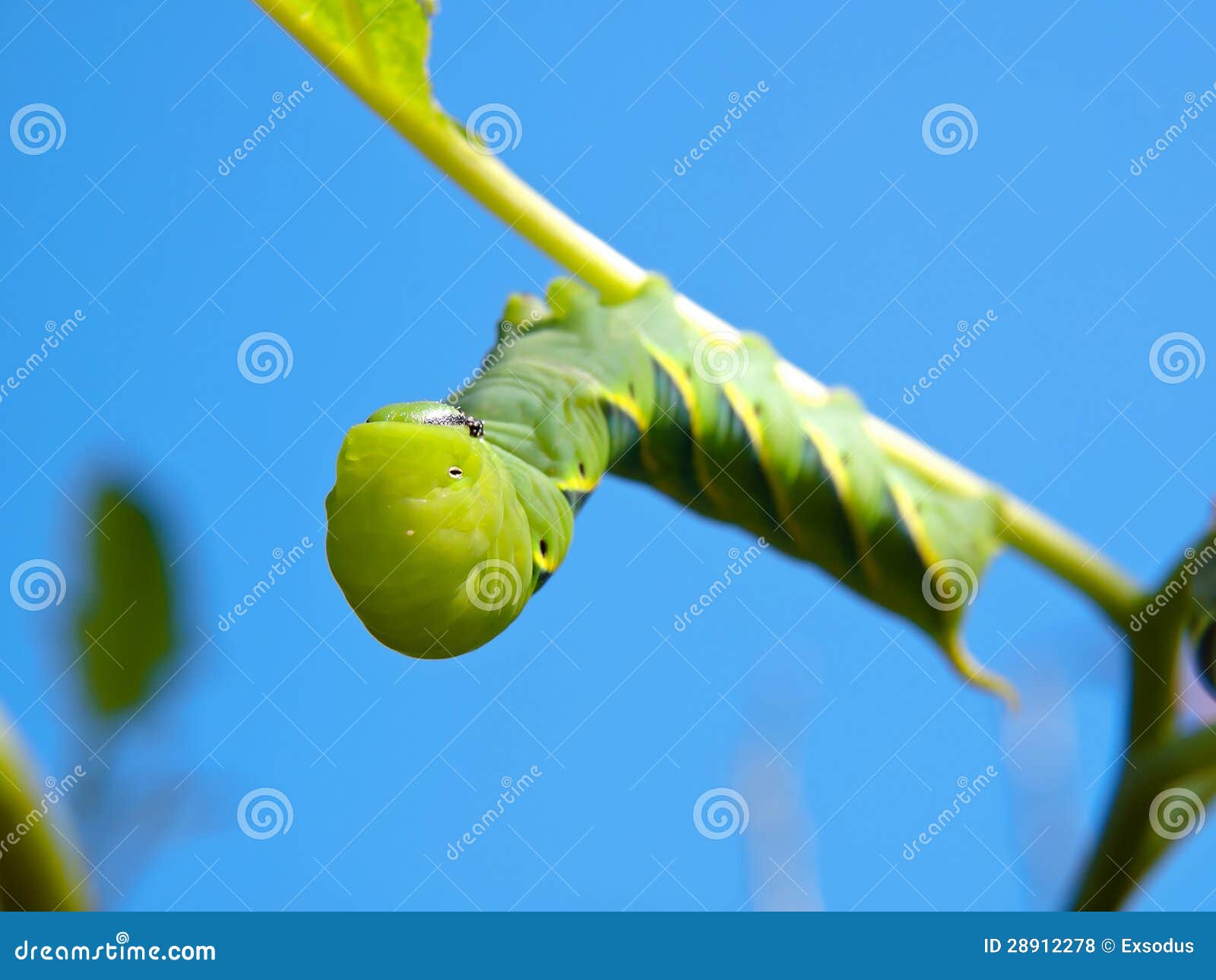 Green Fruitworm stock photo. Image of creature, detail - 28912278