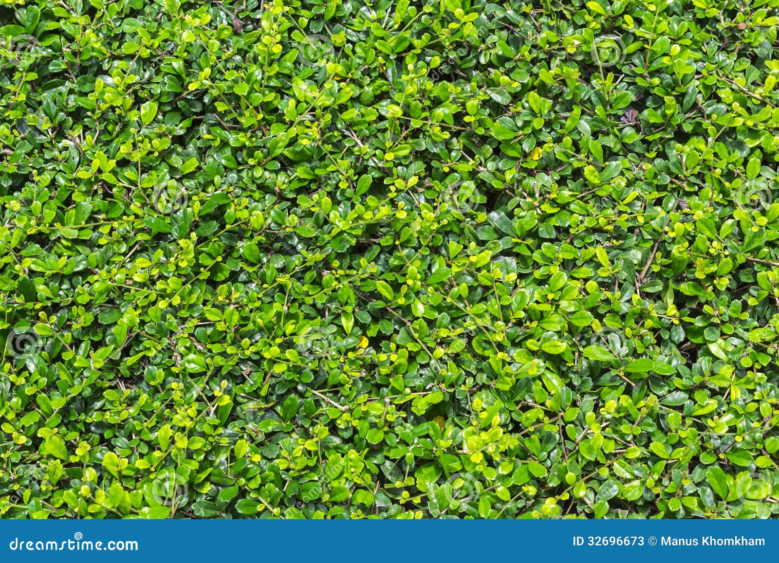 Fukien Tea Tree Isolated, Carmona Retusa Masam Stock Photography ...