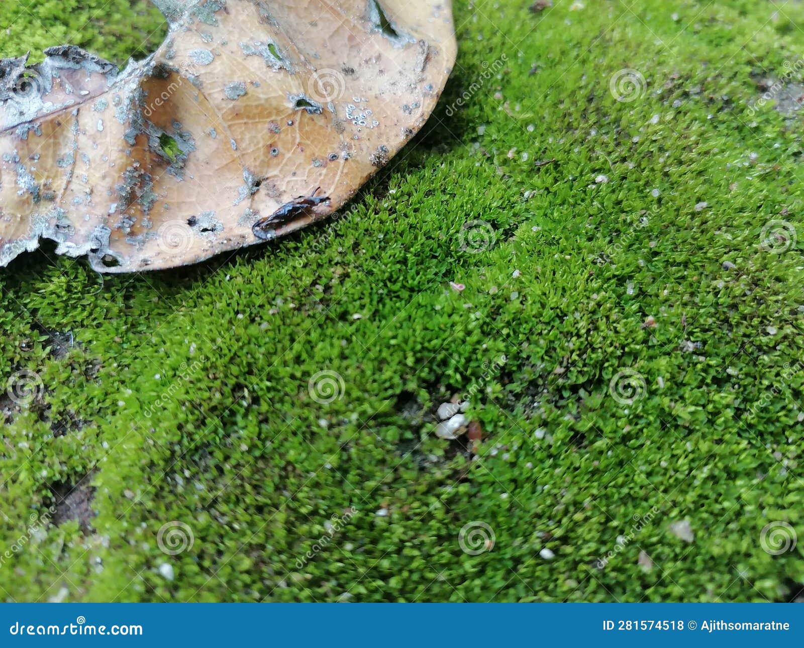 Green Fungi Close Capture stock photo. Image of green - 281574518