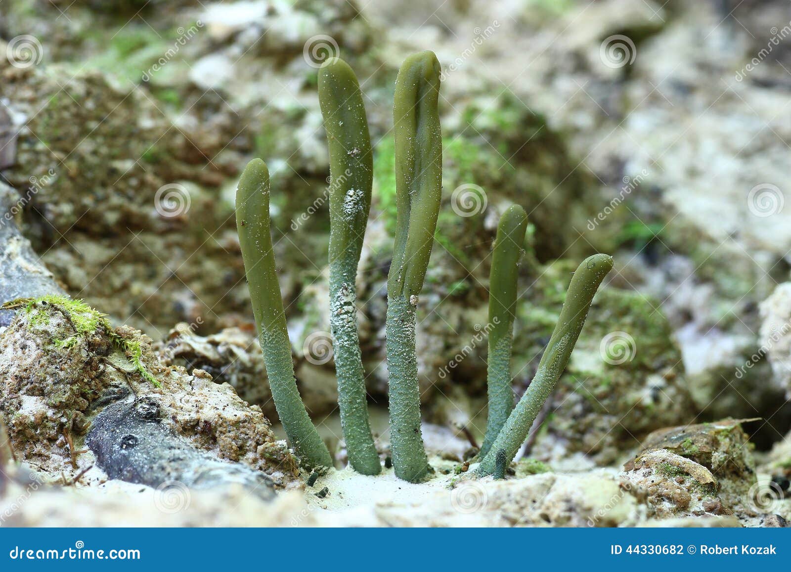 Green fungi mushrooms stock photo. Image of nature, mushrooms - 44330682