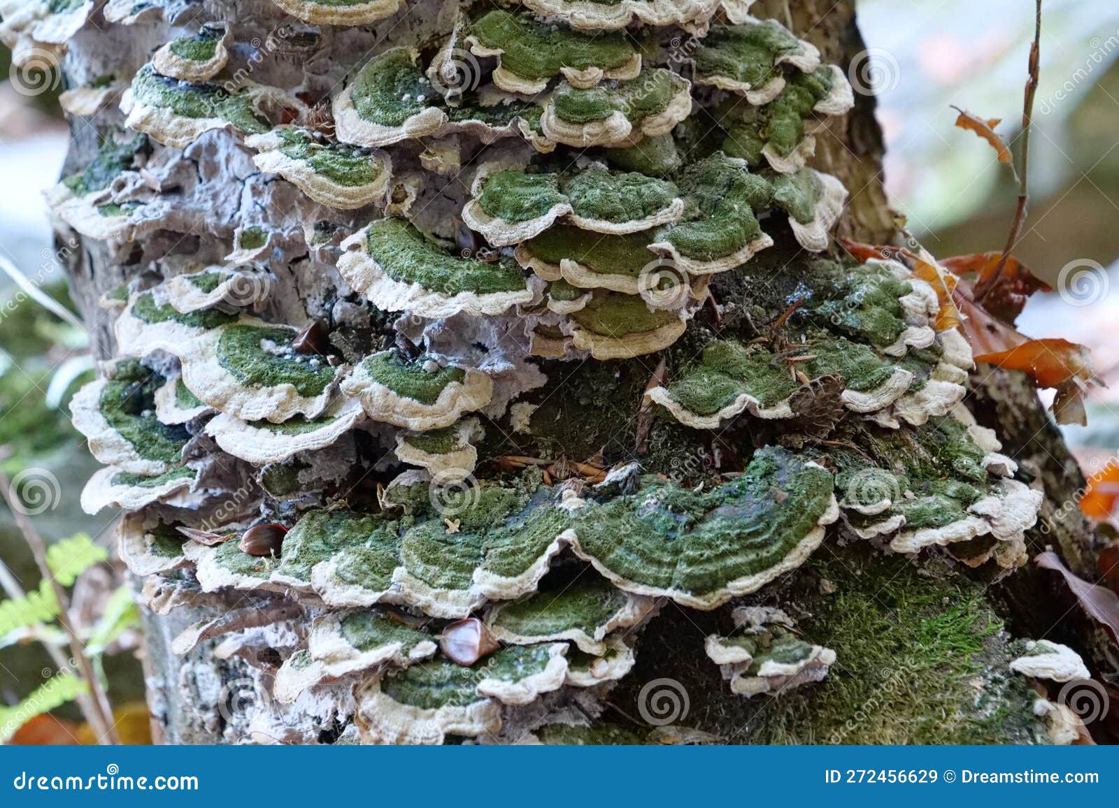 Green Fungus Growing on Tree Stock Image - Image of forest, carpathians ...