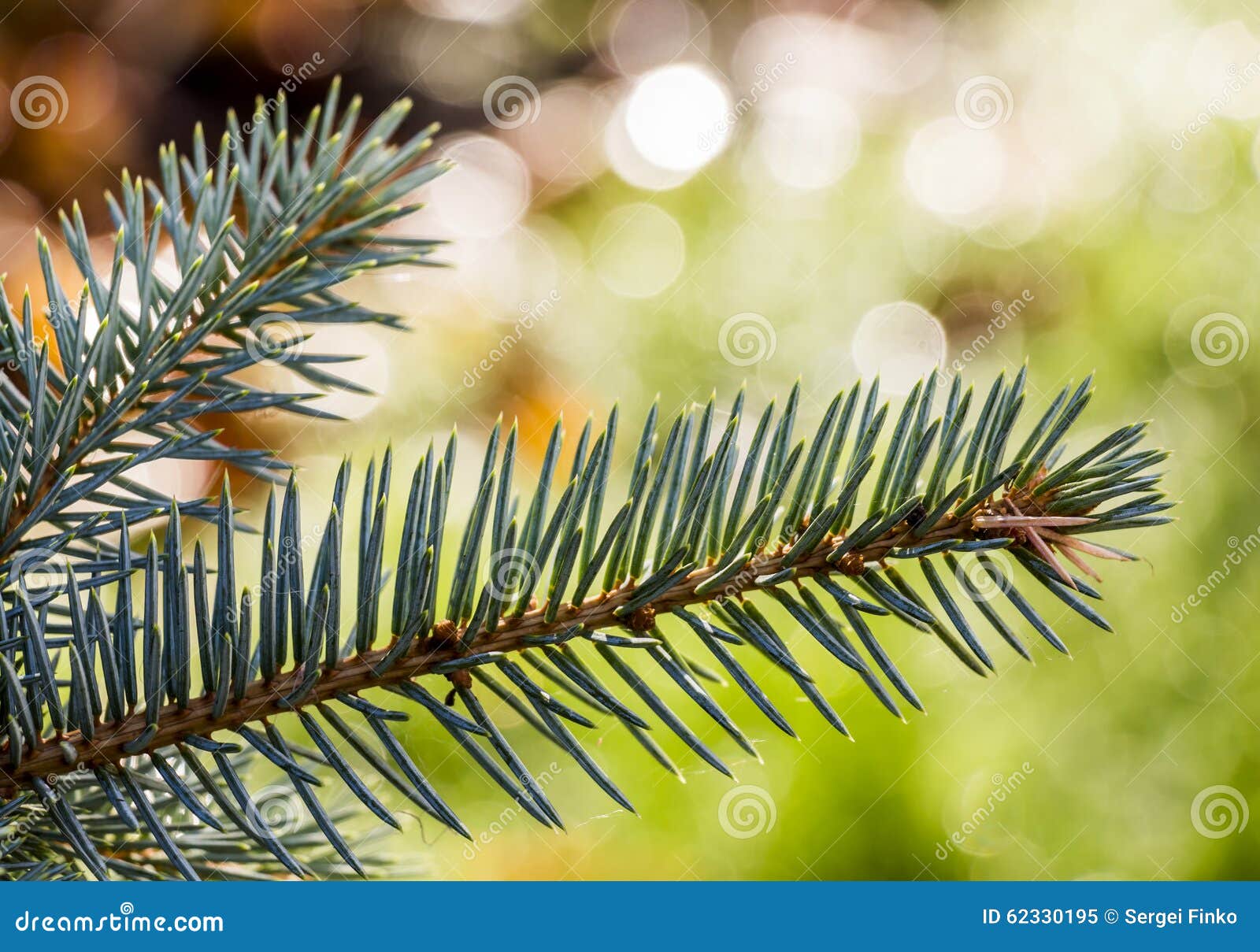 Green fur-tree branch stock image. Image of environment - 62330195