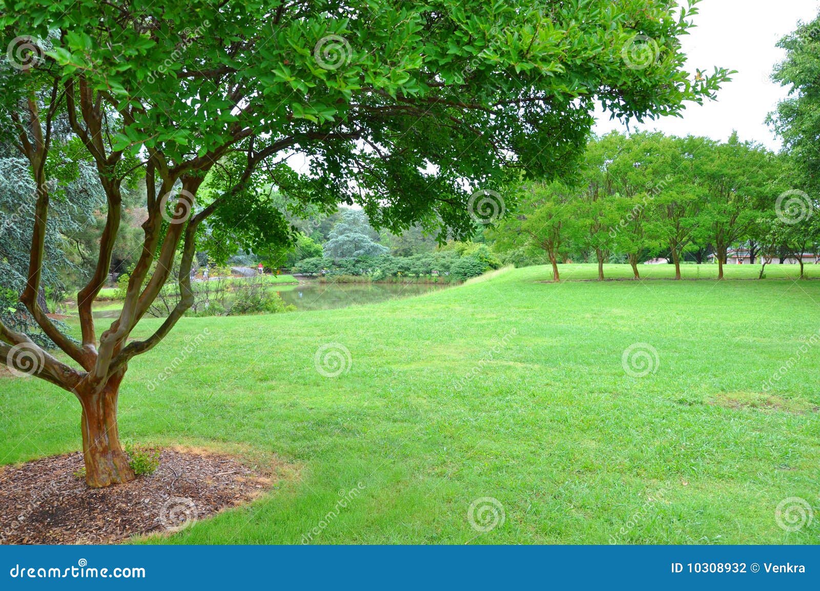 Green garden stock photo. Image of plant, garden, arboretum - 10308932