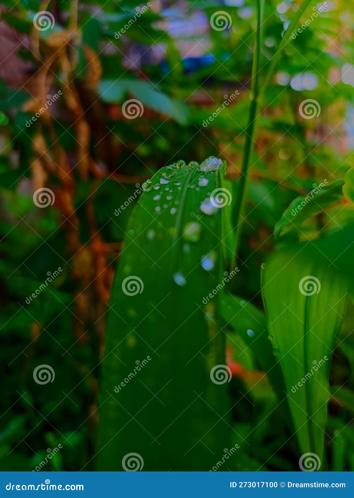Green garden daun stock photo. Image of nature, flower - 273017100