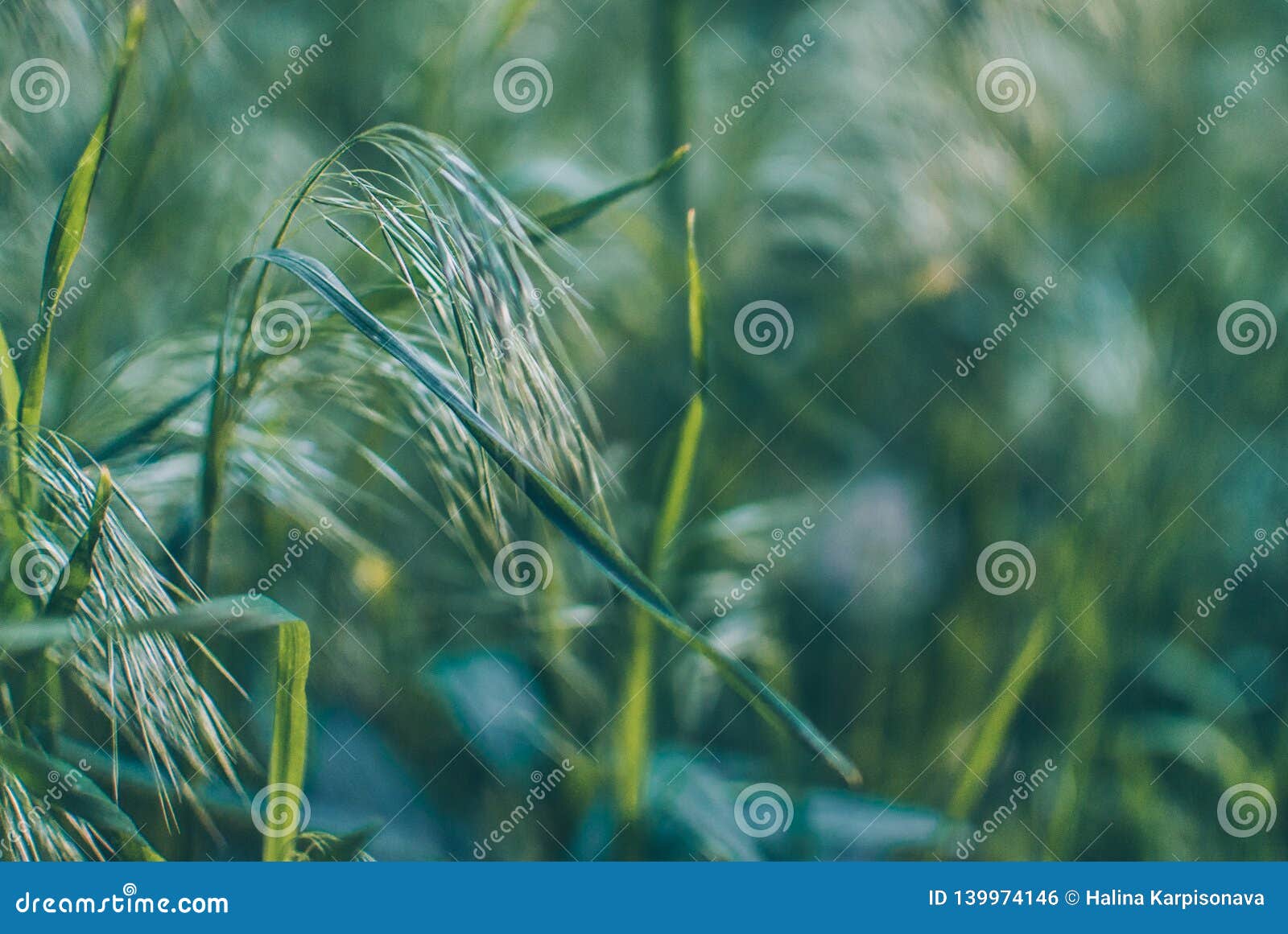 Green Garden Grass on a Soft Background Stock Photo - Image of natural ...