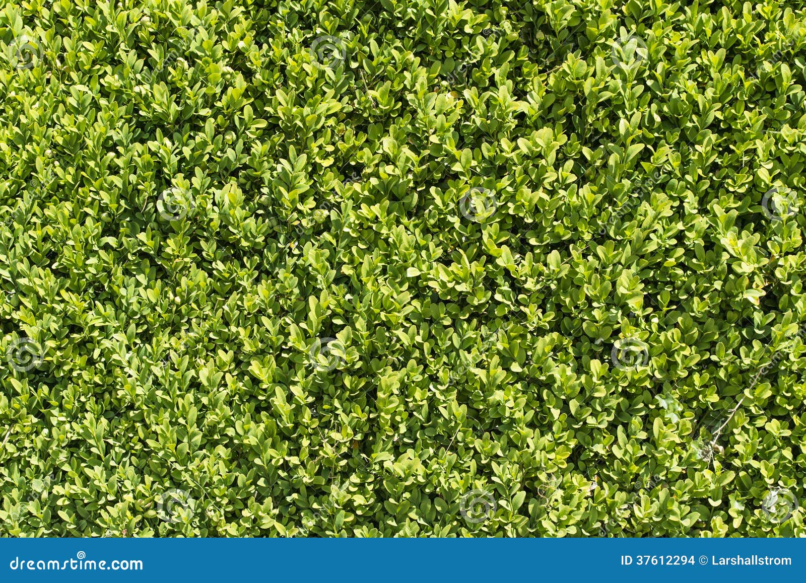Green garden hedge surface stock photo. Image of background - 37612294