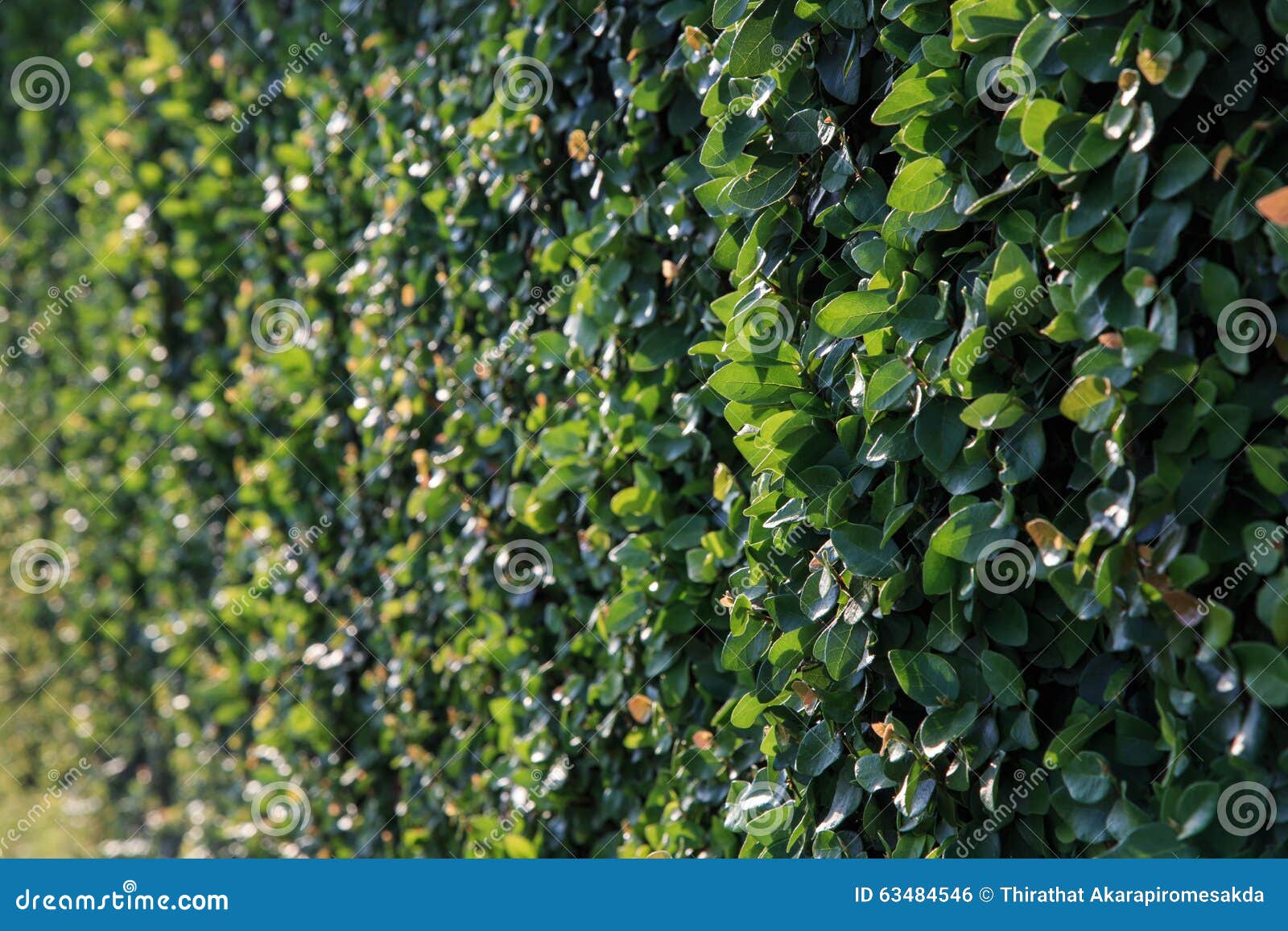 Green garden hedge stock photo. Image of effect, backgrounds - 63484546