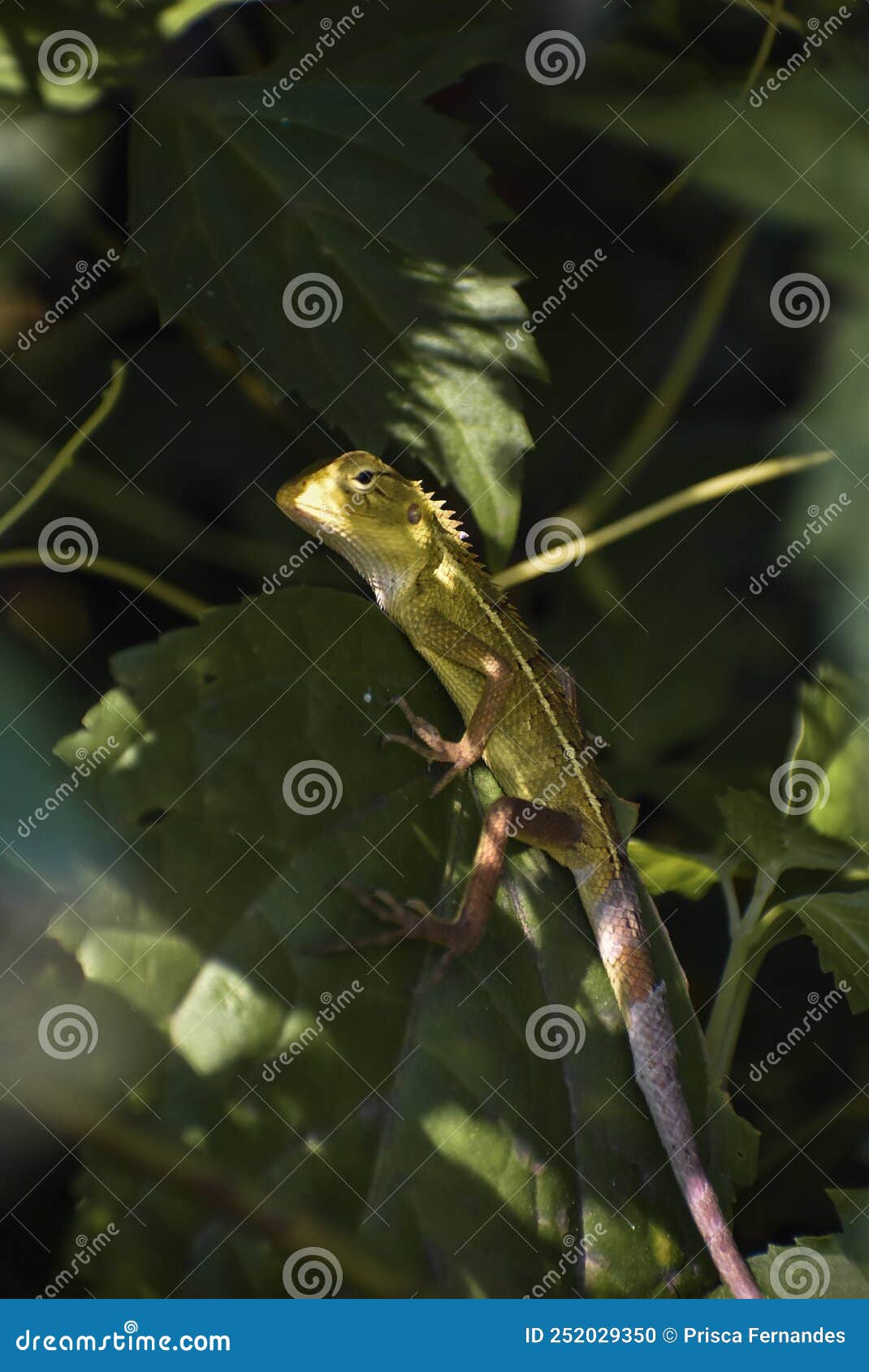 Green Garden Lizard on Leaves in Goa India Stock Photo - Image of ...