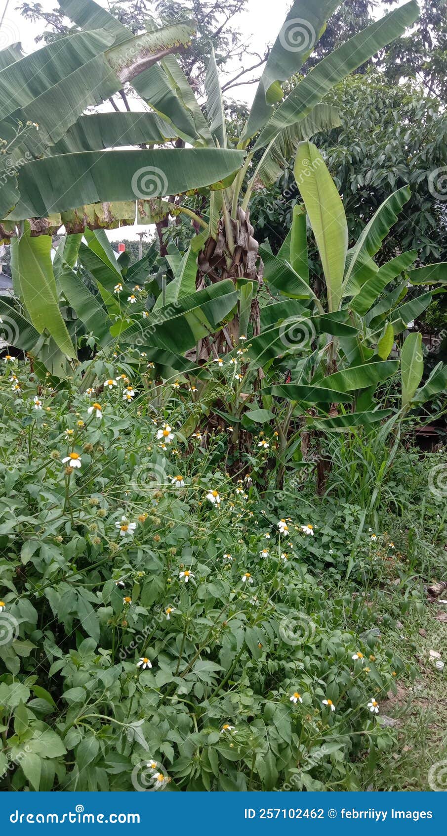 Green Garden with Many of Banana Tree Stock Photo - Image of vegetable ...