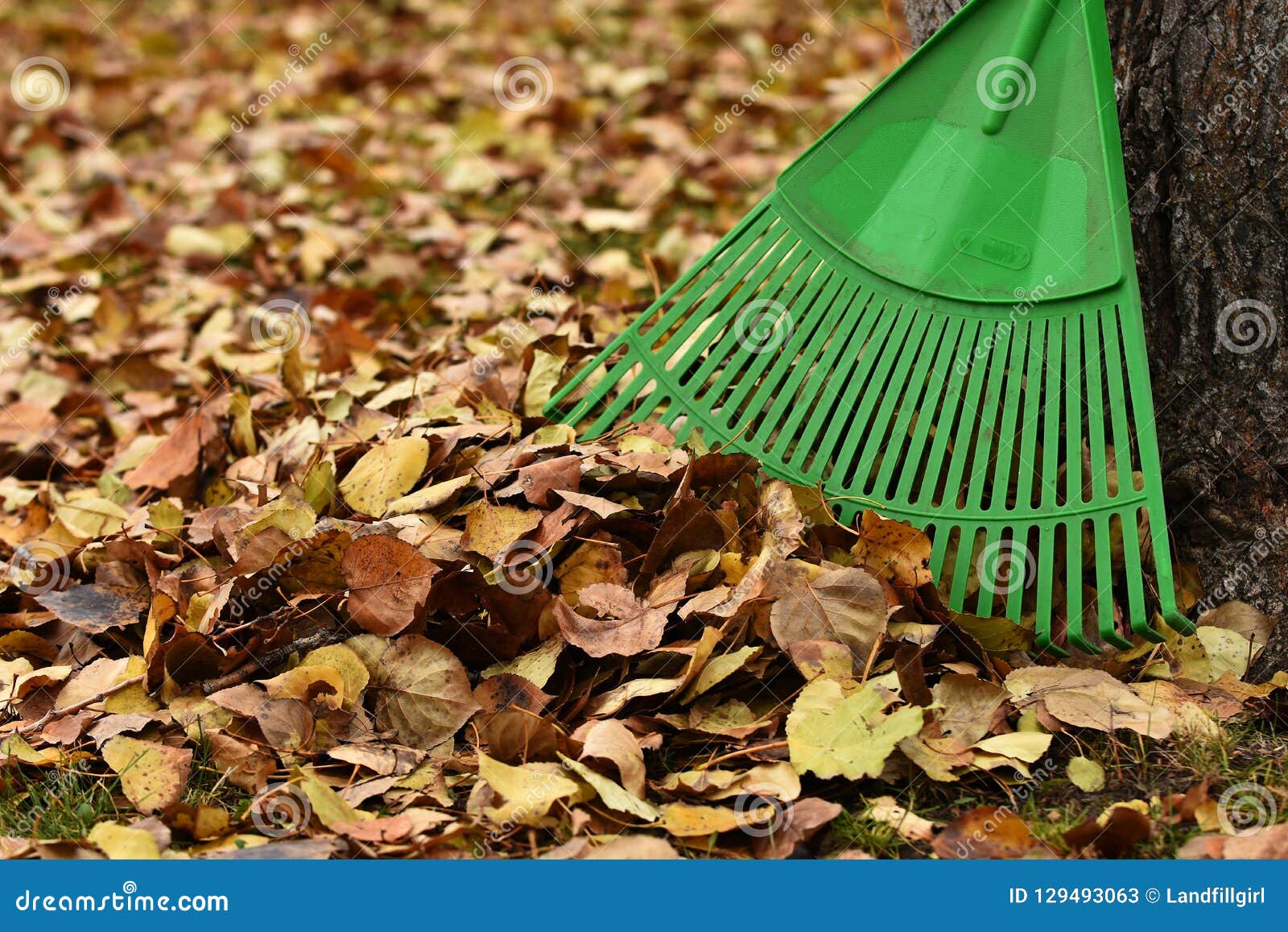 Green Garden Rake and Fall Leaves Stock Image - Image of background ...