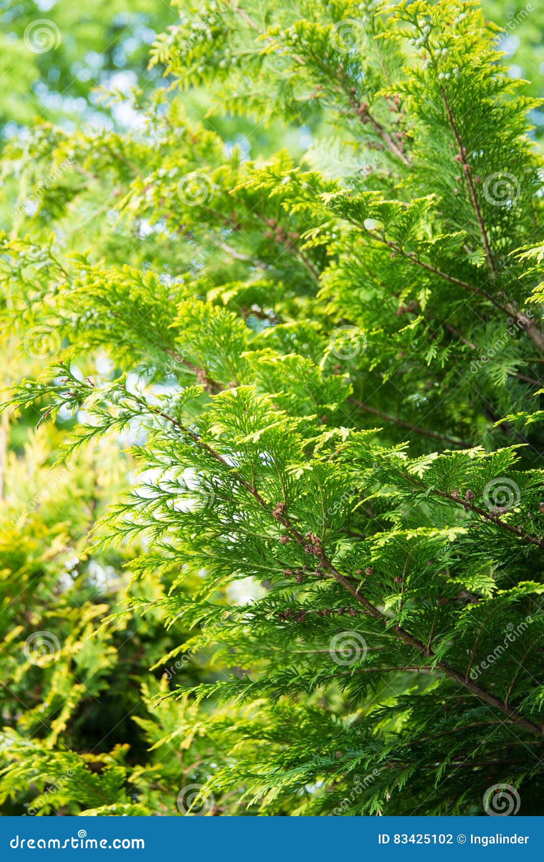Green Garden Shrub Background Stock Photo - Image of garden, abstract ...