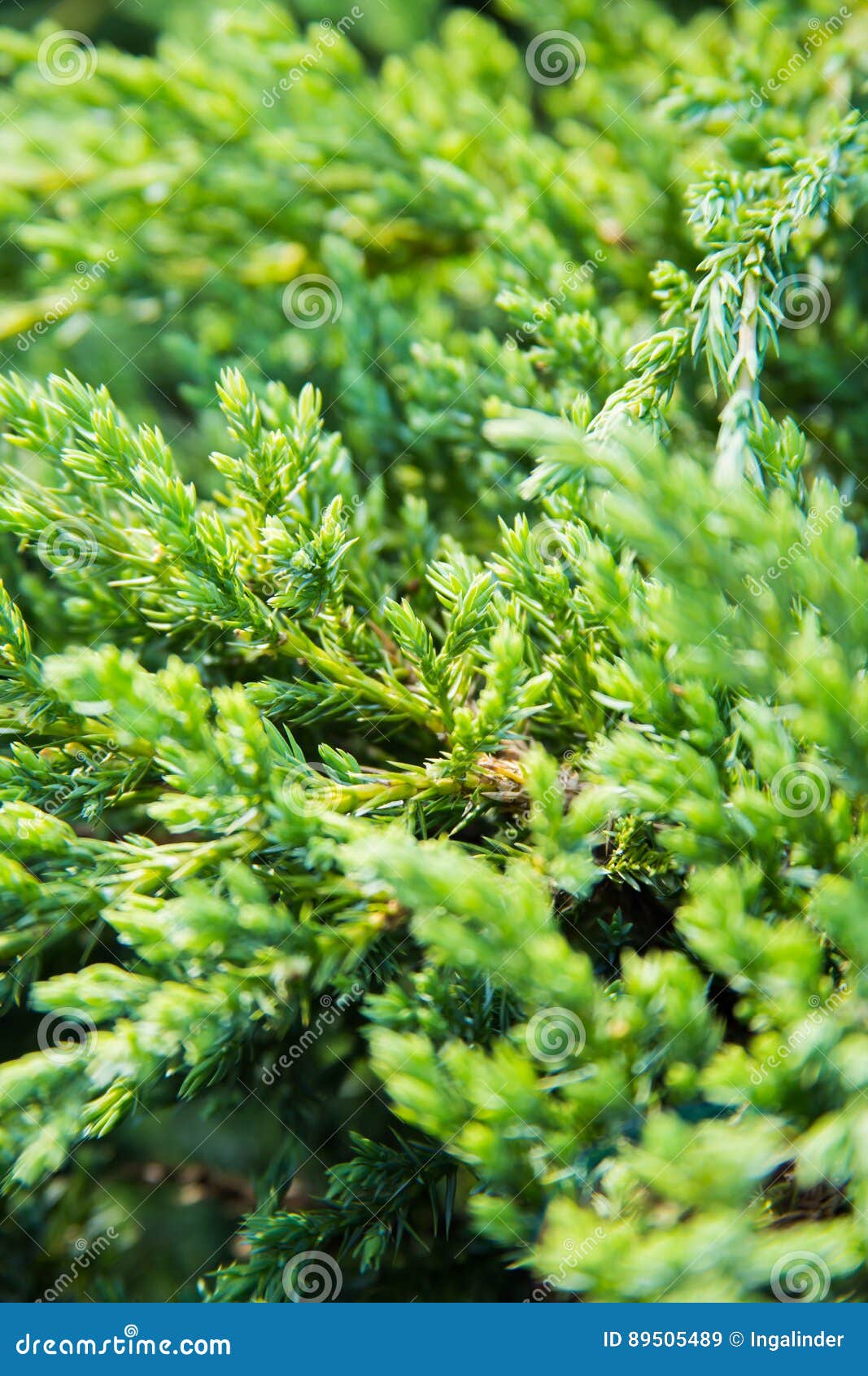 Green garden shrub stock image. Image of leaf, pattern - 89505489