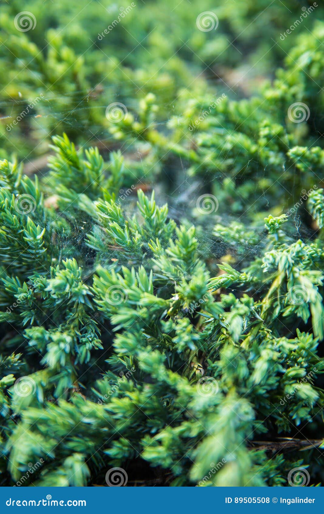 Green garden shrub stock photo. Image of natural, abstract - 89505508