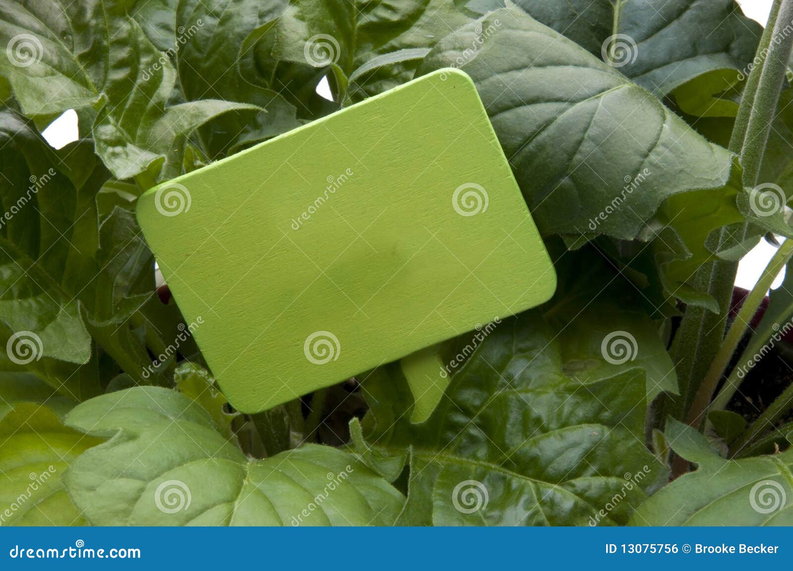 Green Garden Stake with Leaves Stock Photo - Image of objects, plant ...