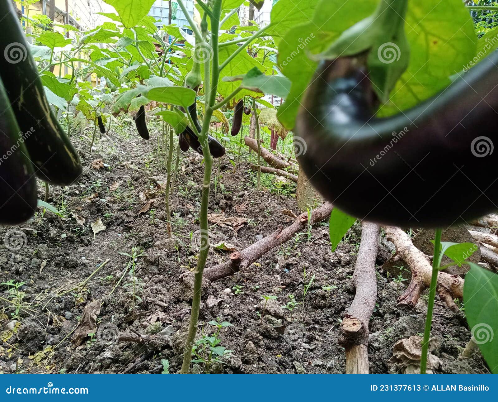 Green Garden, & X28;talong& X29; Stock Image - Image of garden, fruit ...