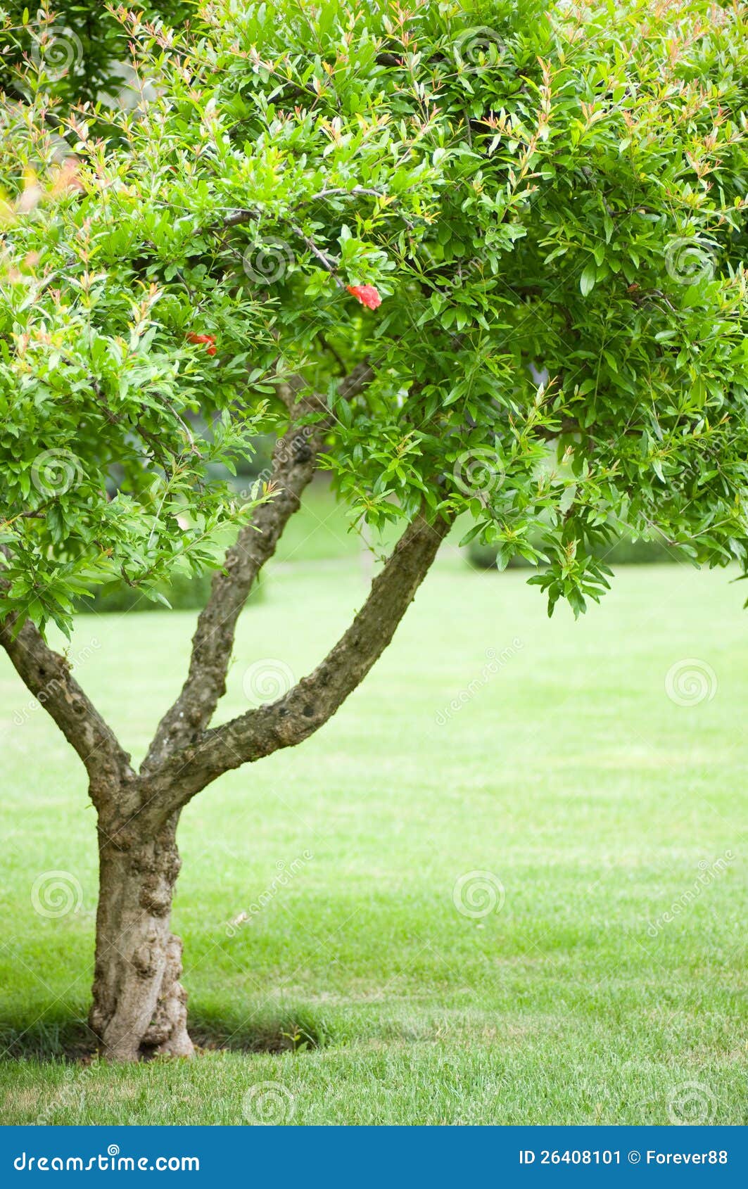 Green garden with trees stock image. Image of grassplot - 26408101