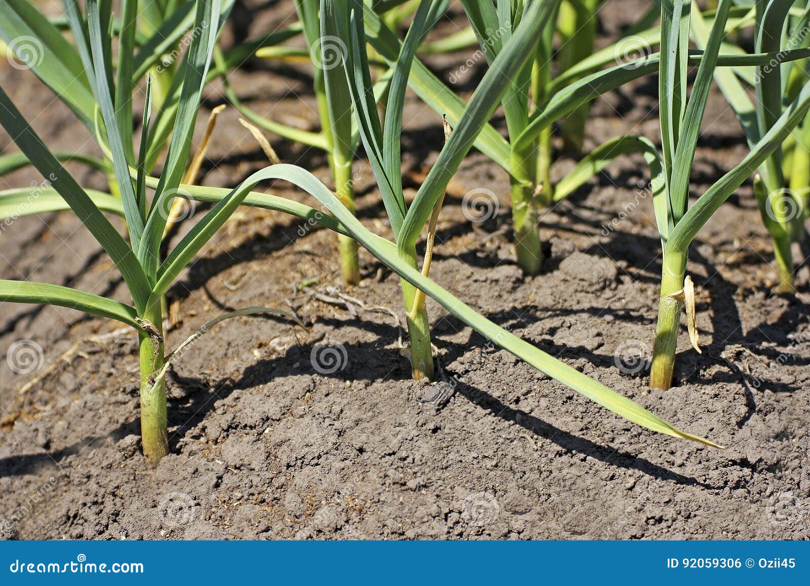 Green Garlic in the Garden. Stock Photo - Image of healthy, growth ...