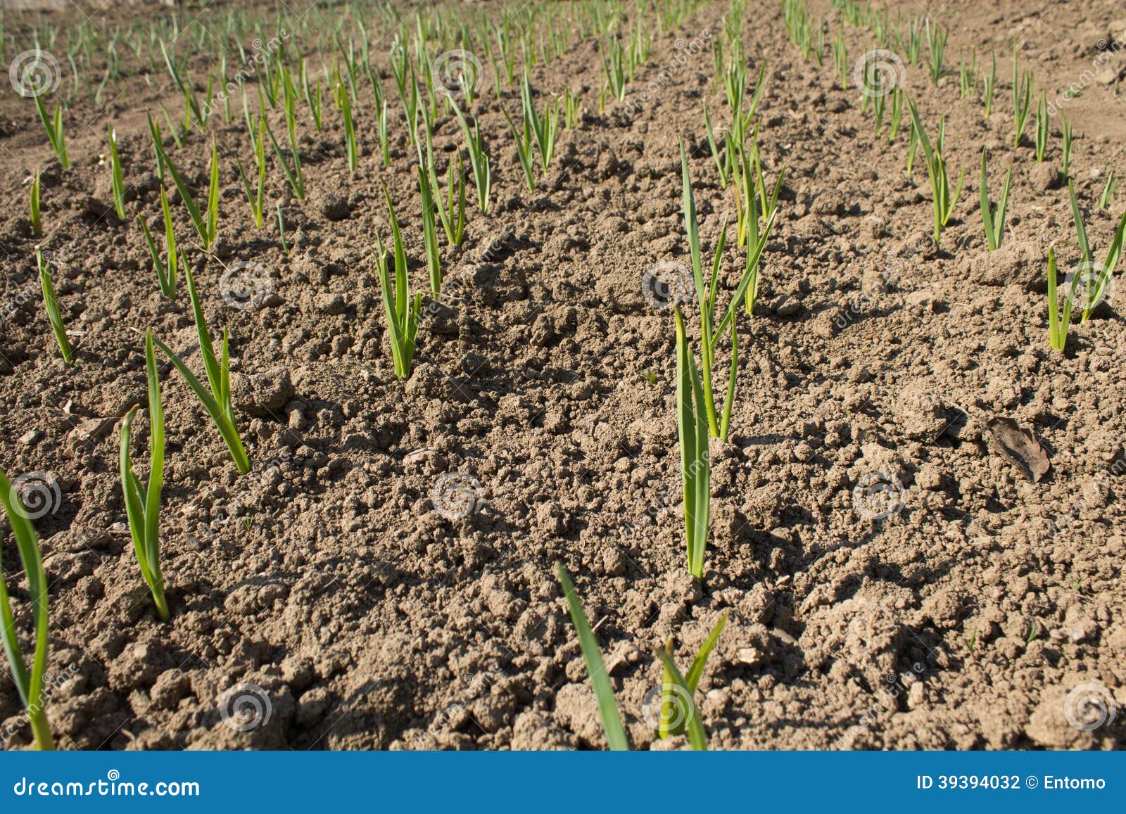 Green garlic seedlings stock photo. Image of production - 39394032